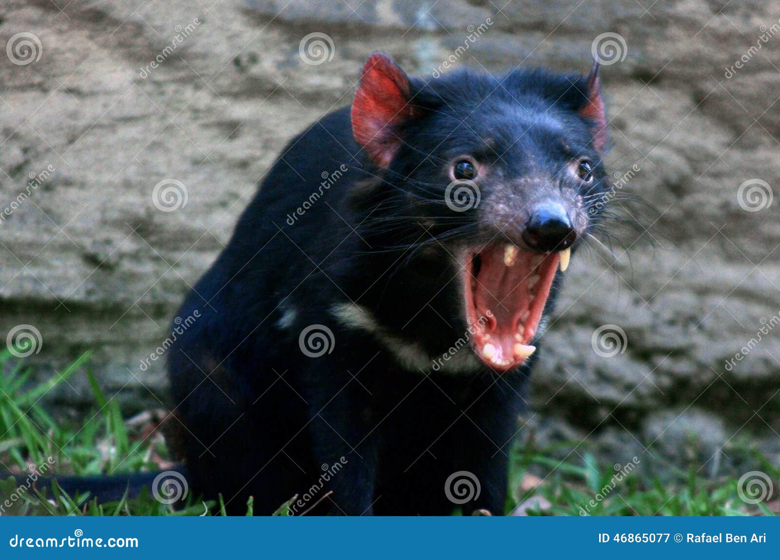 Tasmanian devil stock image. Image of aggressive, sarcophilus - 46865077