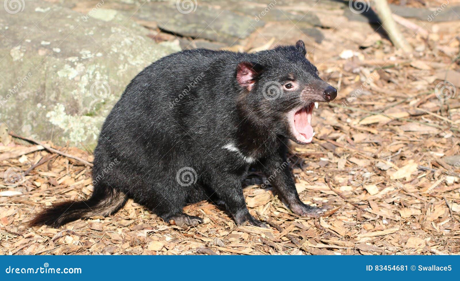 Tasmanian Devil stock image. Image of animal, devil, wilderness - 83454681