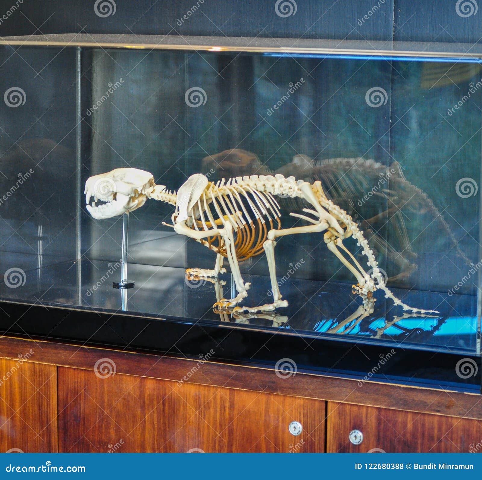 Skeleton Of A Marsupial Lion In A Cave Royalty-Free Stock Image ...