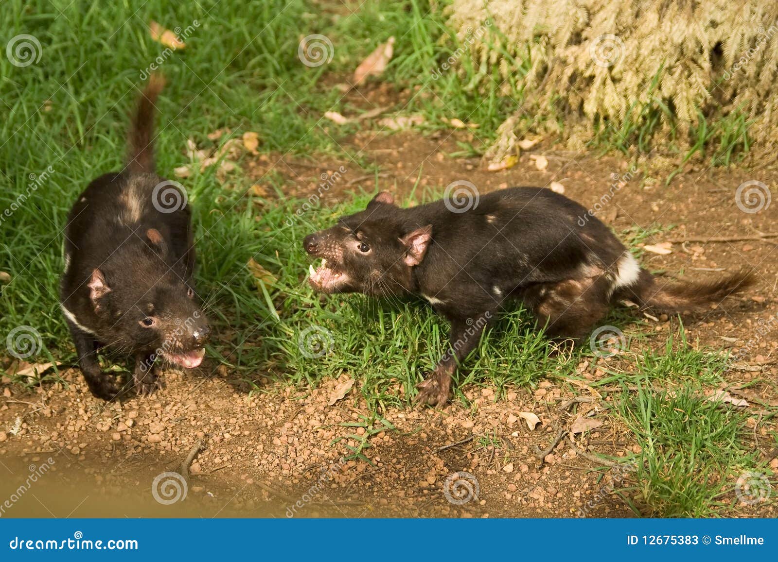 Tasmanian Devils Are In Danger Of Extinction Royalty-Free Stock ...