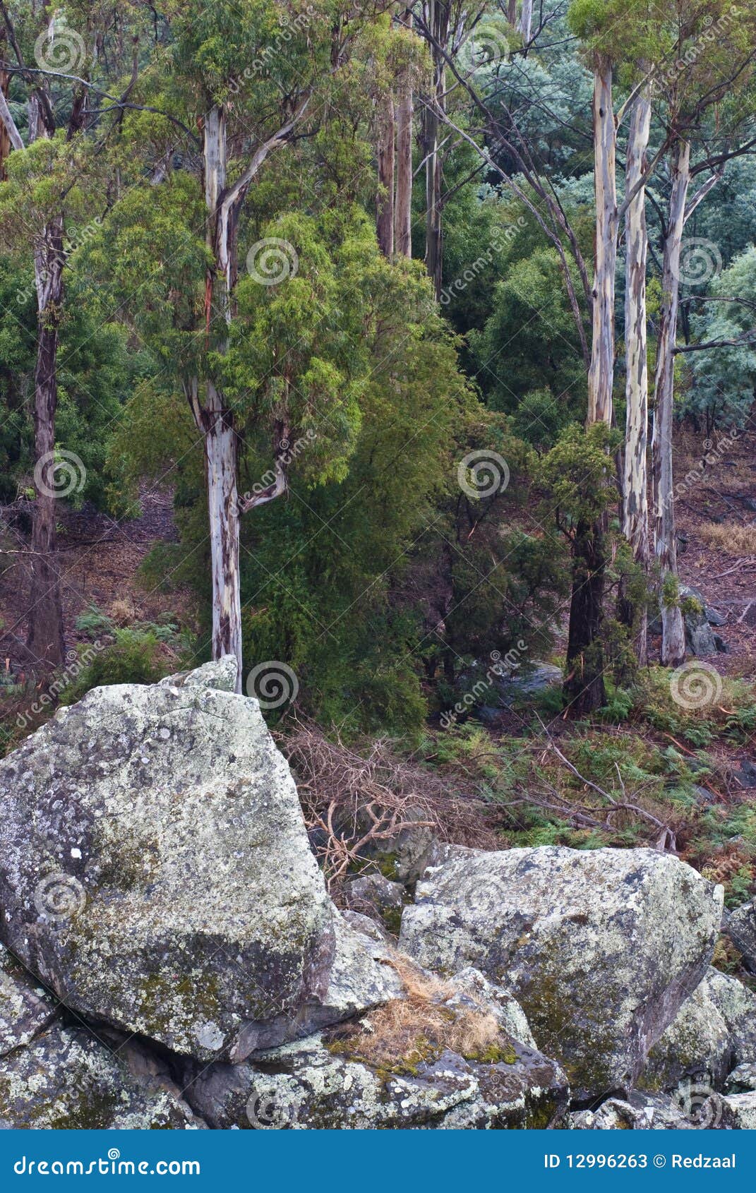 Tasmanian Forest Trees and Boulders Stock Image - Image of australia ...