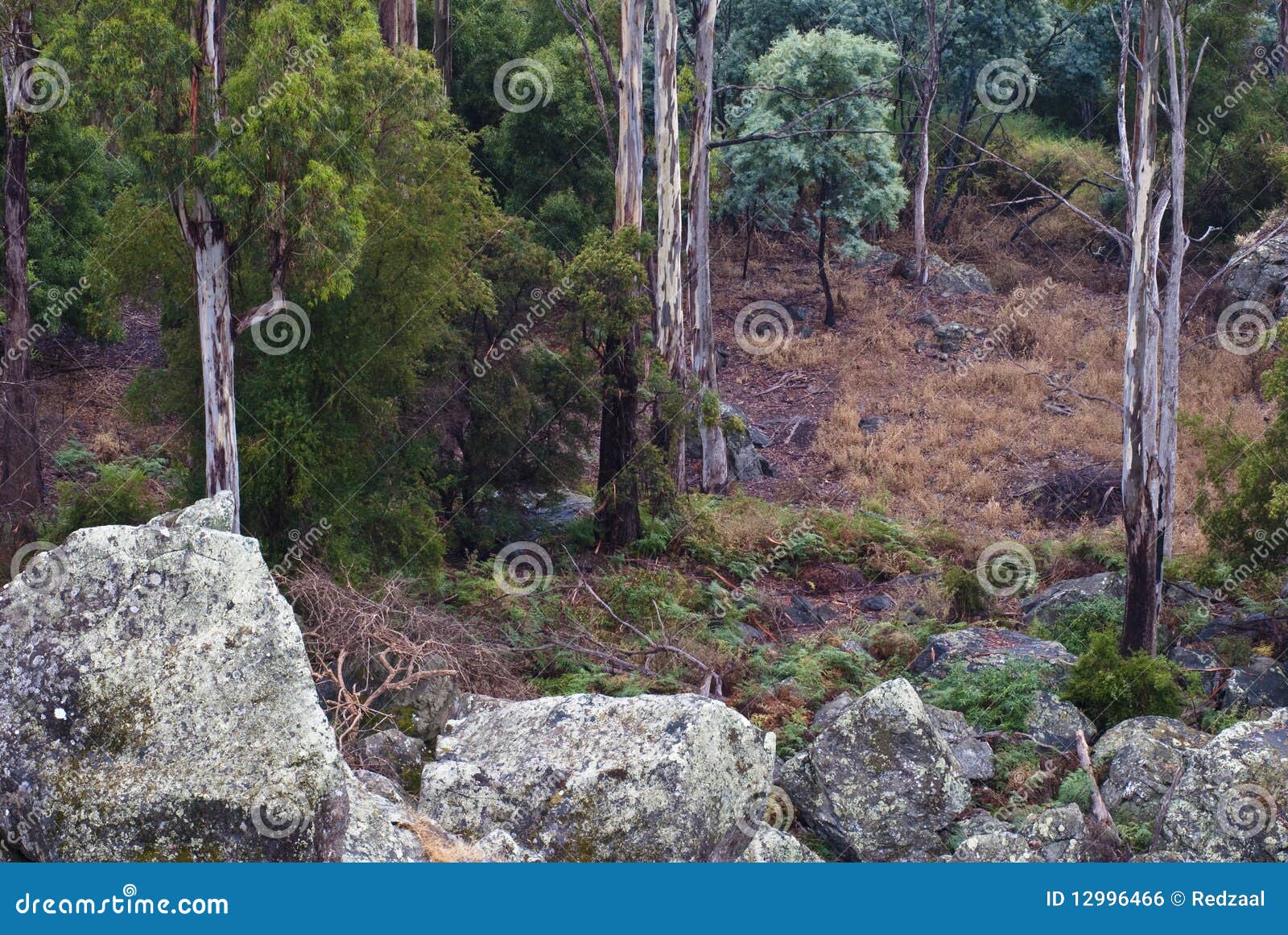 Tasmanian Forest Trees and Boulders Stock Photo - Image of eucalyptus ...