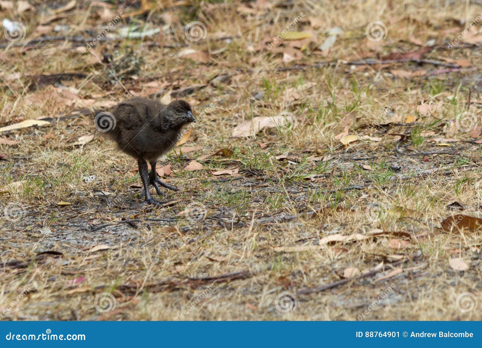 Tasmanian Native Hen At Ronney Creek In Cradle Mountain National Park ...