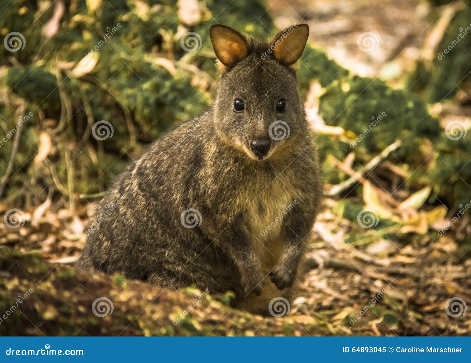 Tasmanian Pademelon stock image. Image of small, australian - 64893045