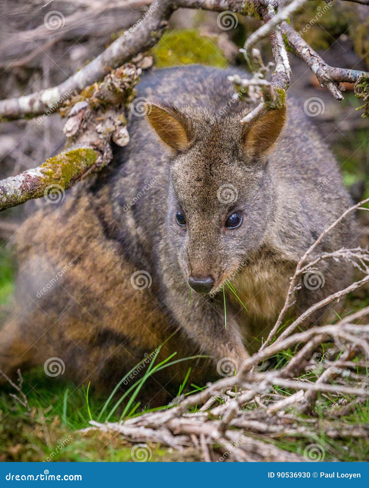 Tasmanian Pademelon stock photo. Image of animal, fauna - 90536930