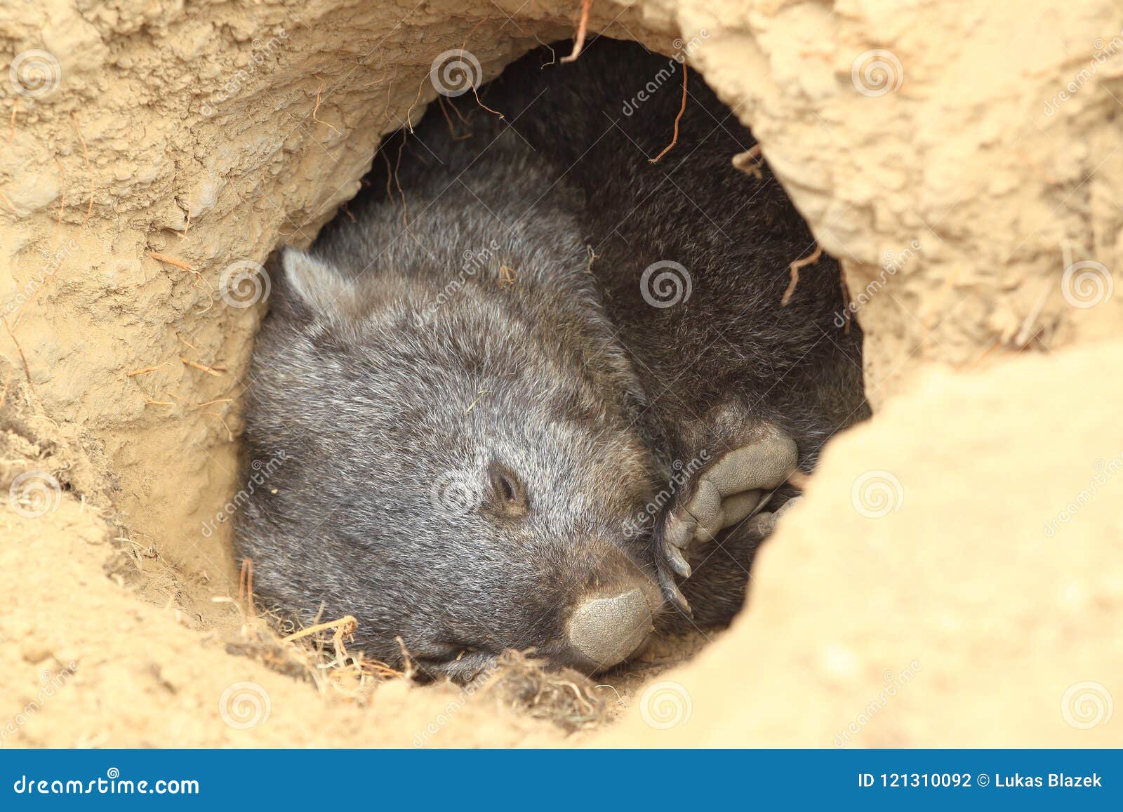 Tasmanian vombat arkivfoto. Bild av ligga, helgad, grovt - 121310092