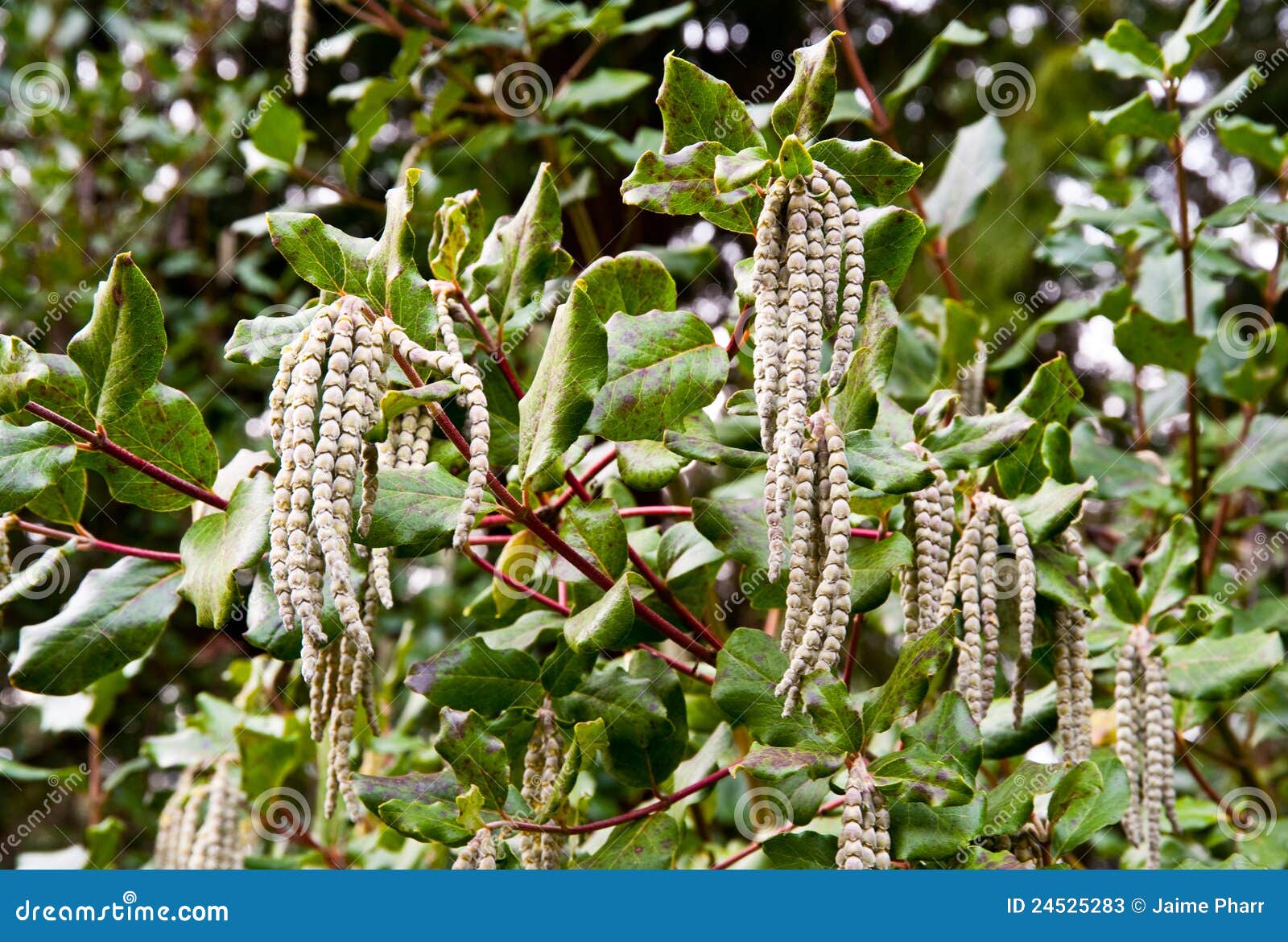 Tassel Bush stock image. Image of tassel, silk, bush - 24525283