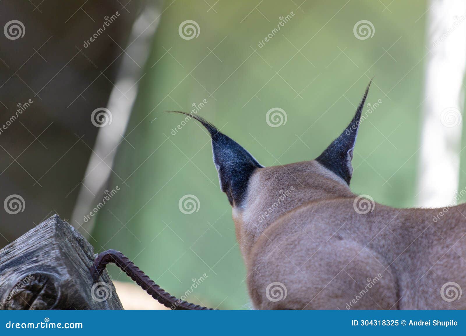 Tassels on the Ears of a Lynx. Back View Stock Image - Image of outdoor ...