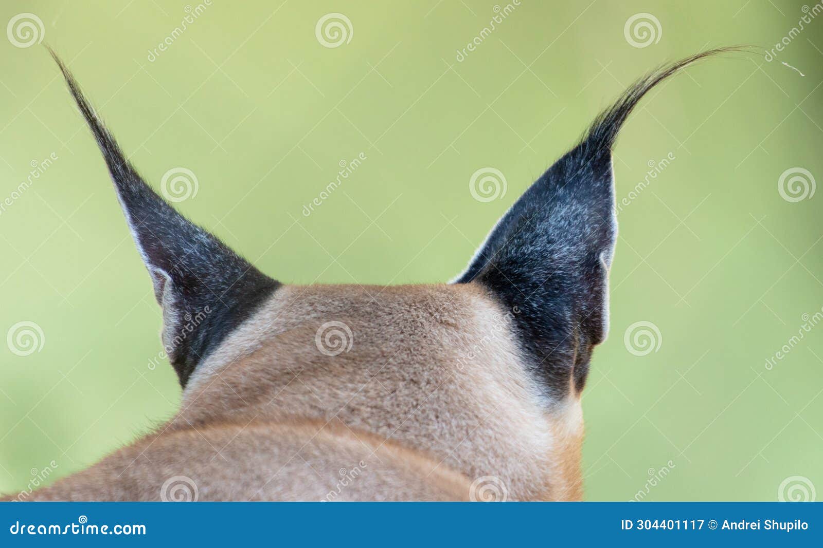 Tassels on the Ears of a Lynx. Back View Stock Image - Image of eyes ...