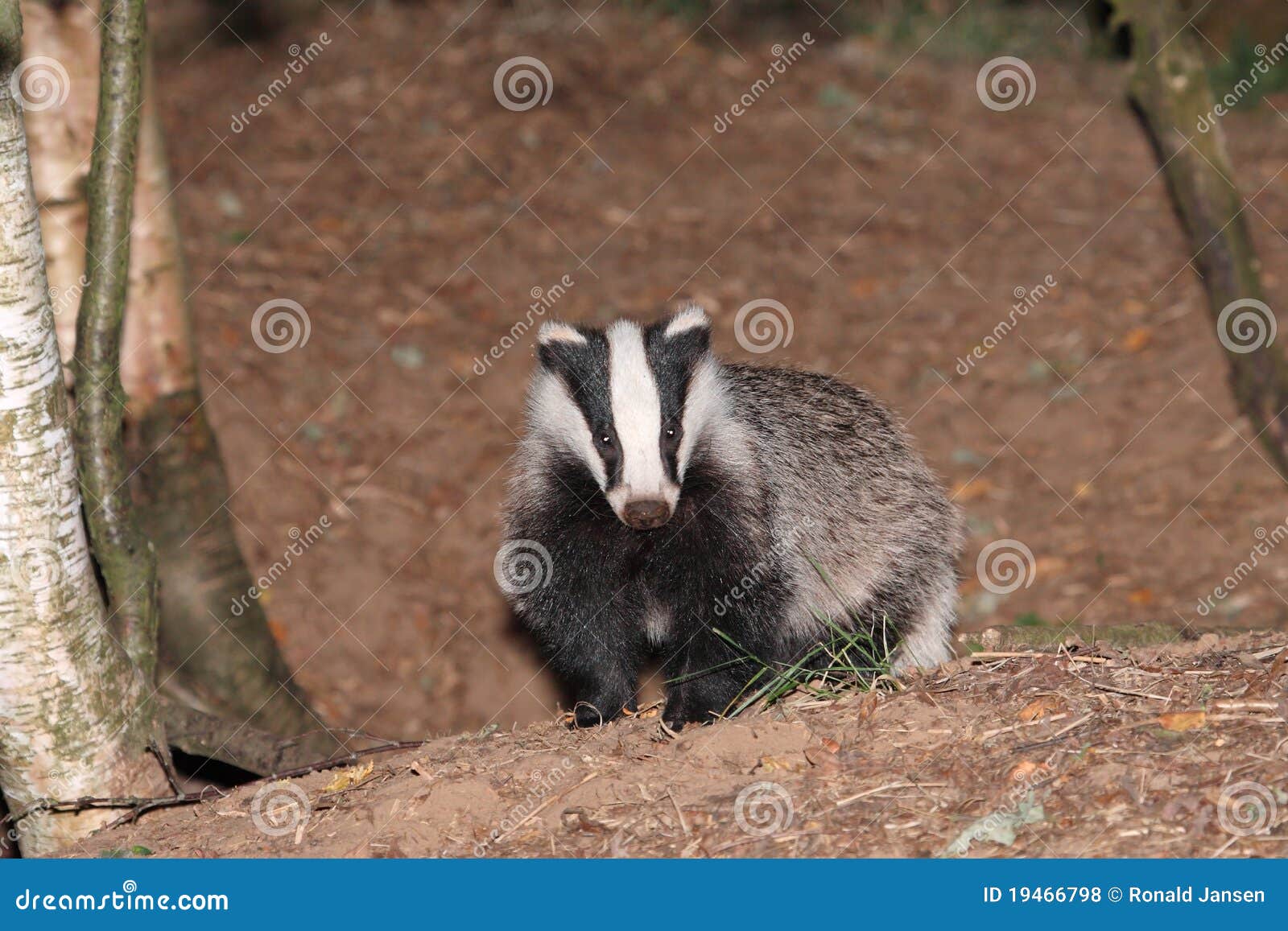 Tasso fotografia stock. Immagine di bestia, mammifero - 19466798