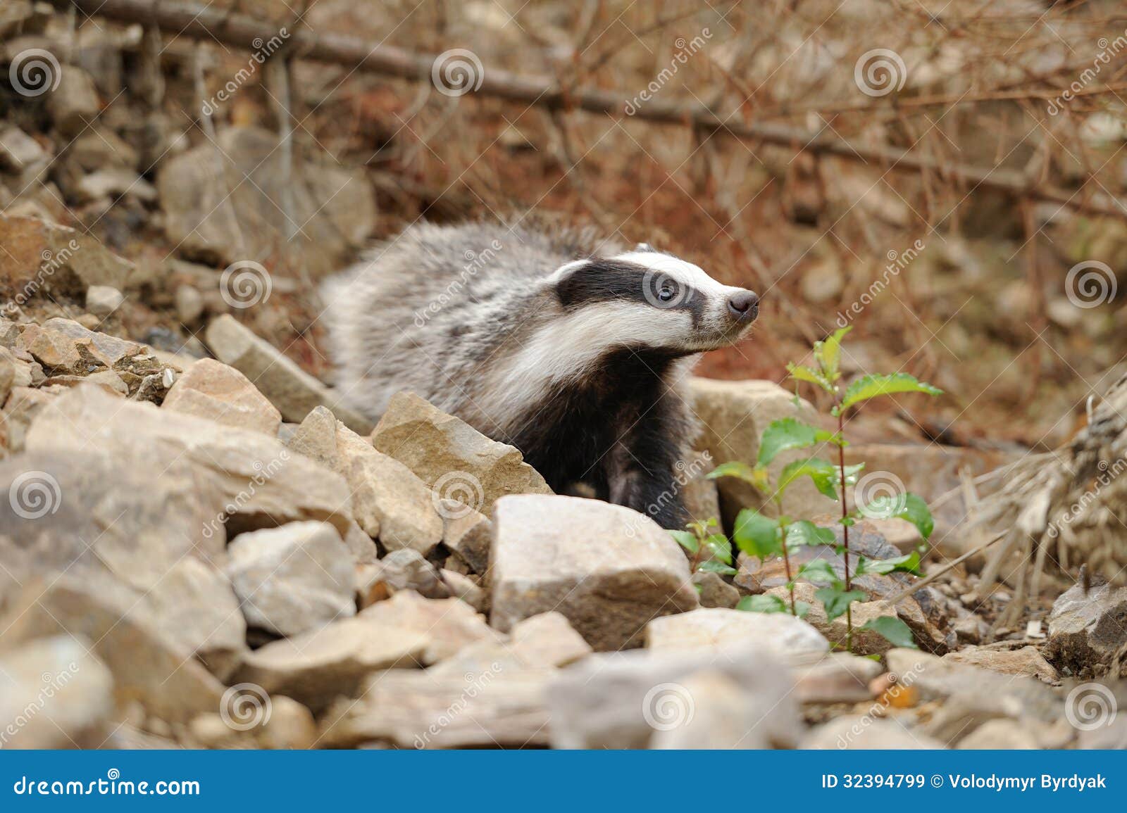 Tasso immagine stock. Immagine di bianco, tasso, animale - 32394799