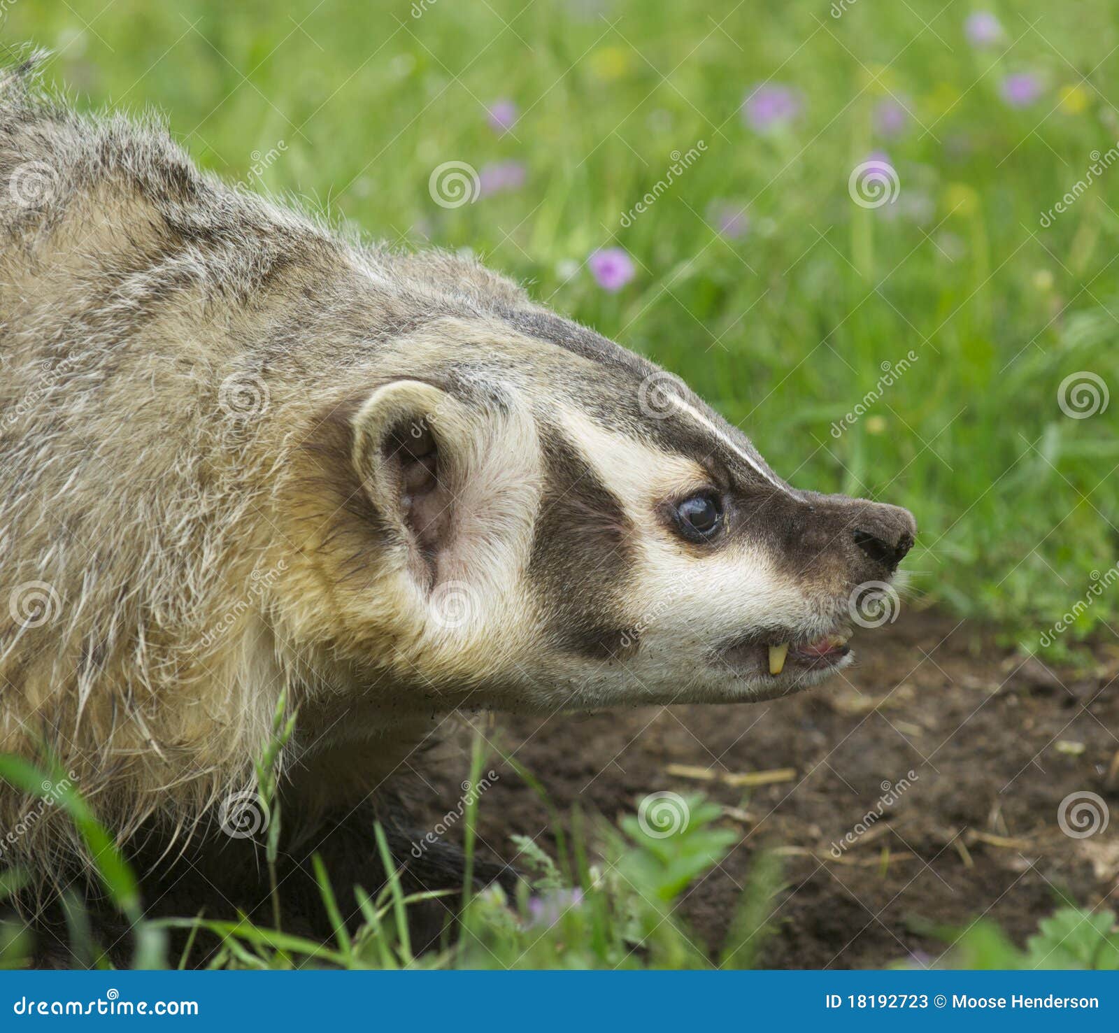 Tasso americano immagine stock. Immagine di mammifero - 18192723