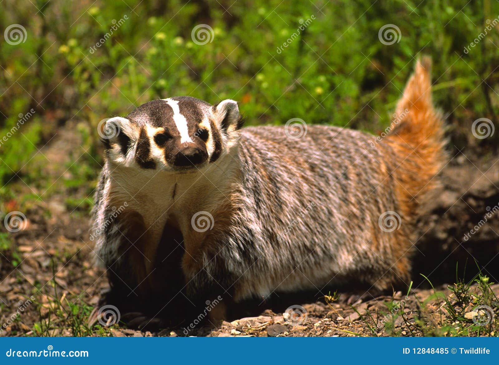 Tasso attento immagine stock. Immagine di estate, animale - 12848485