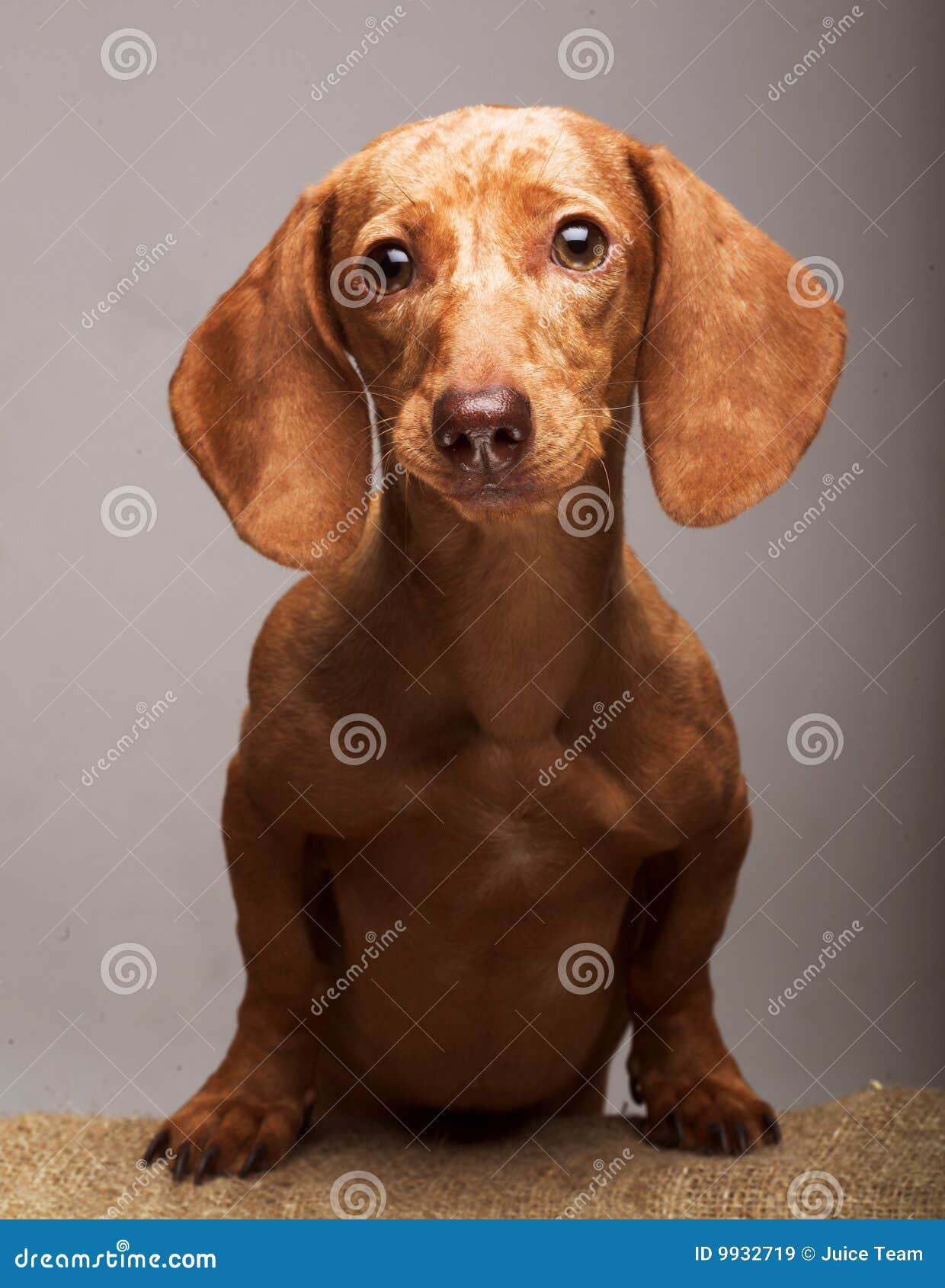 Tasso del cucciolo immagine stock. Immagine di nero, umore - 9932719