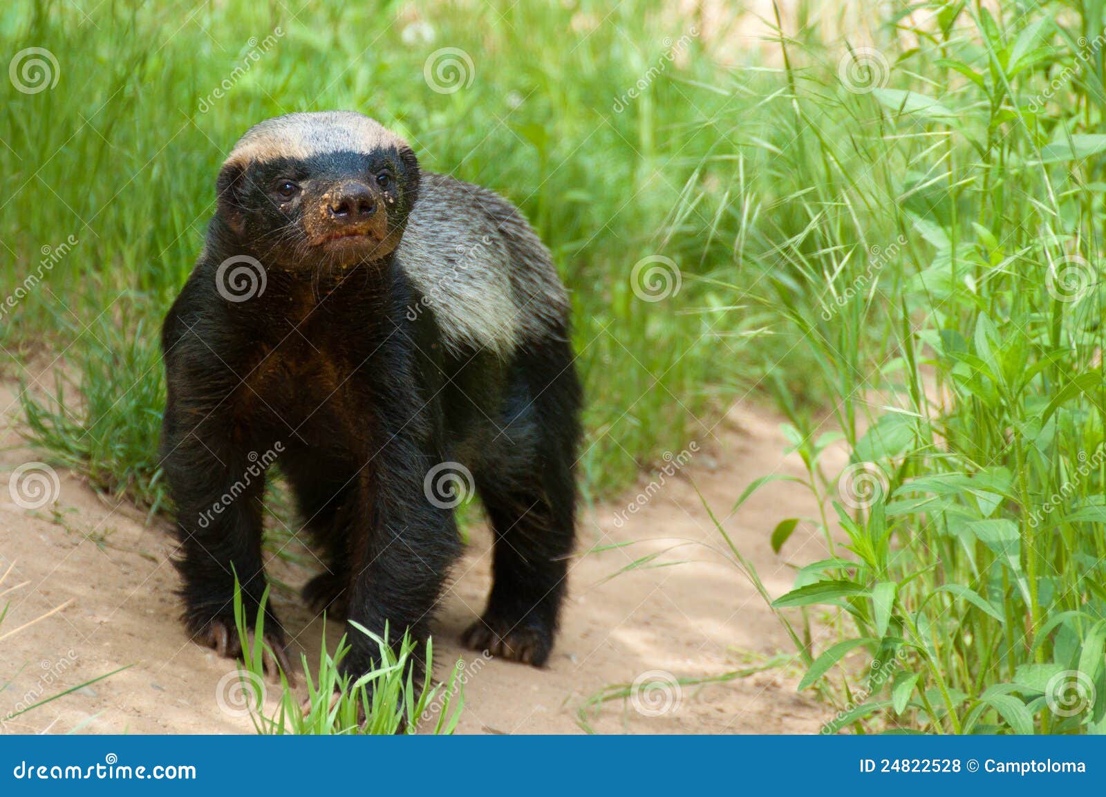 Tasso di miele fotografia stock. Immagine di pelliccia - 24822528