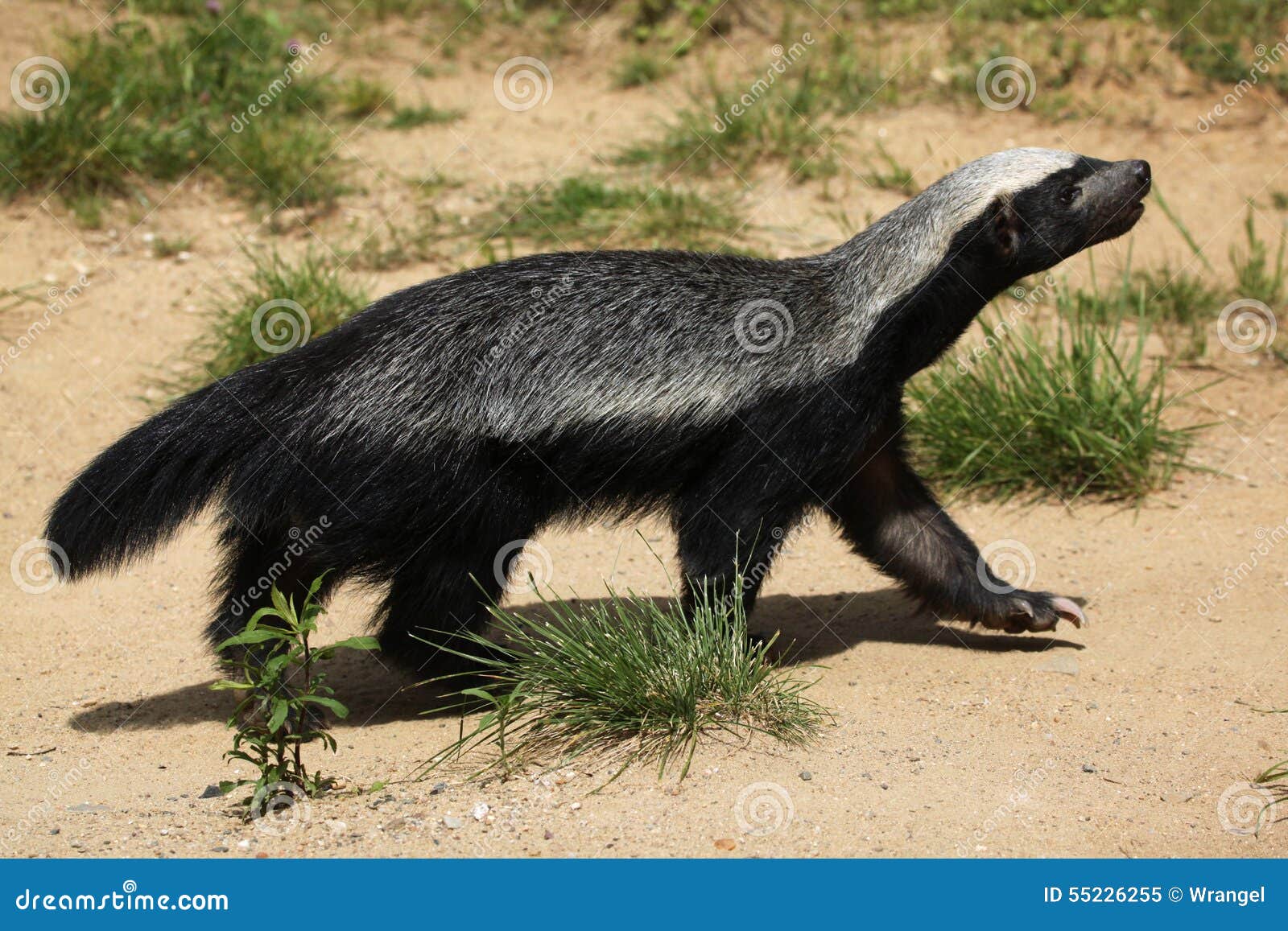 Tasso Di Miele (capensis Del Mellivora) Immagine Stock - Immagine di ...