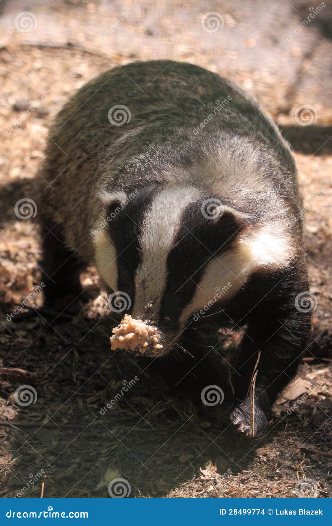 Tasso europeo fotografia stock. Immagine di animale, tasso - 28499774