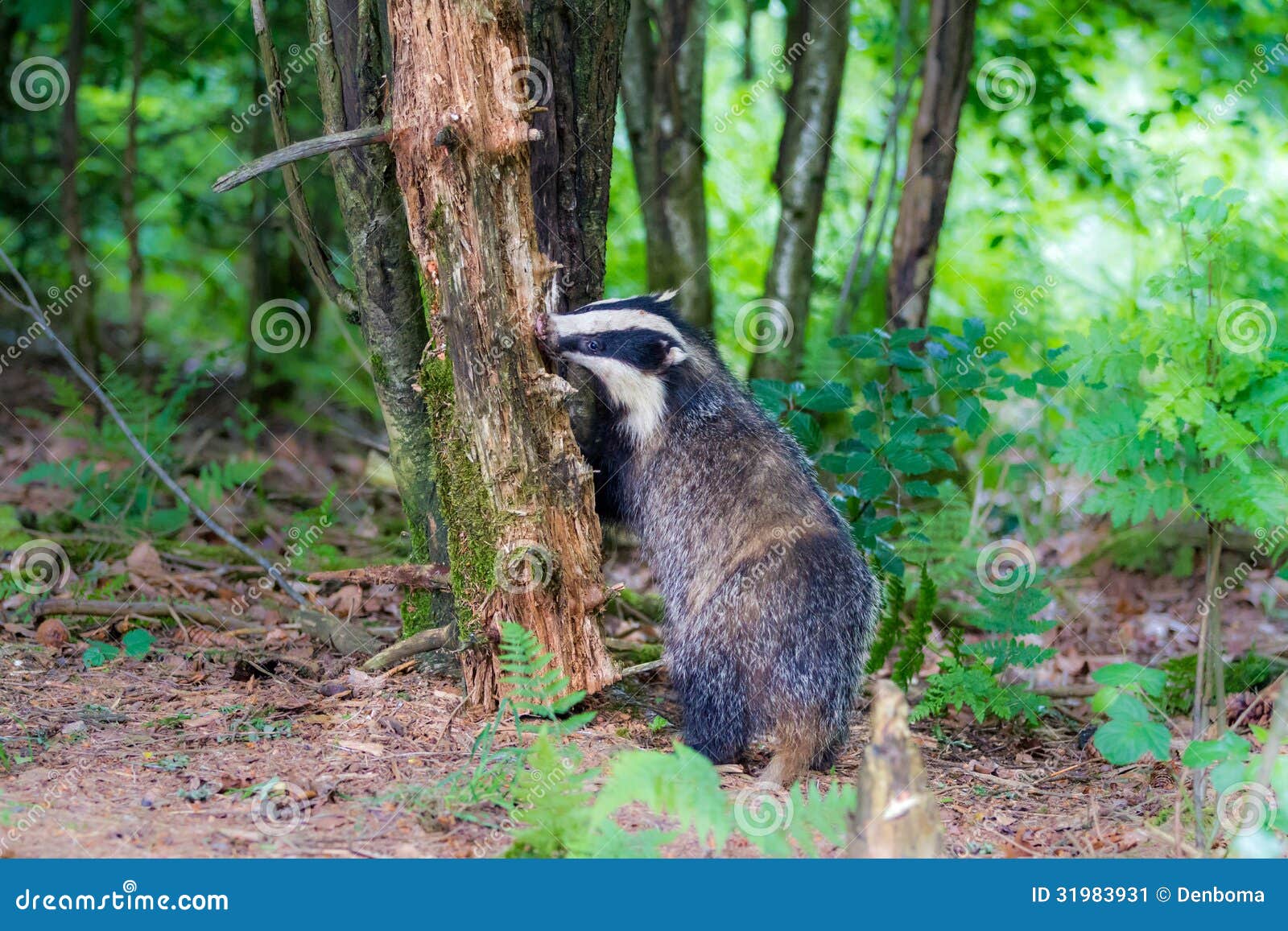 Tasso europeo immagine stock. Immagine di fauna, mammifero - 31983931
