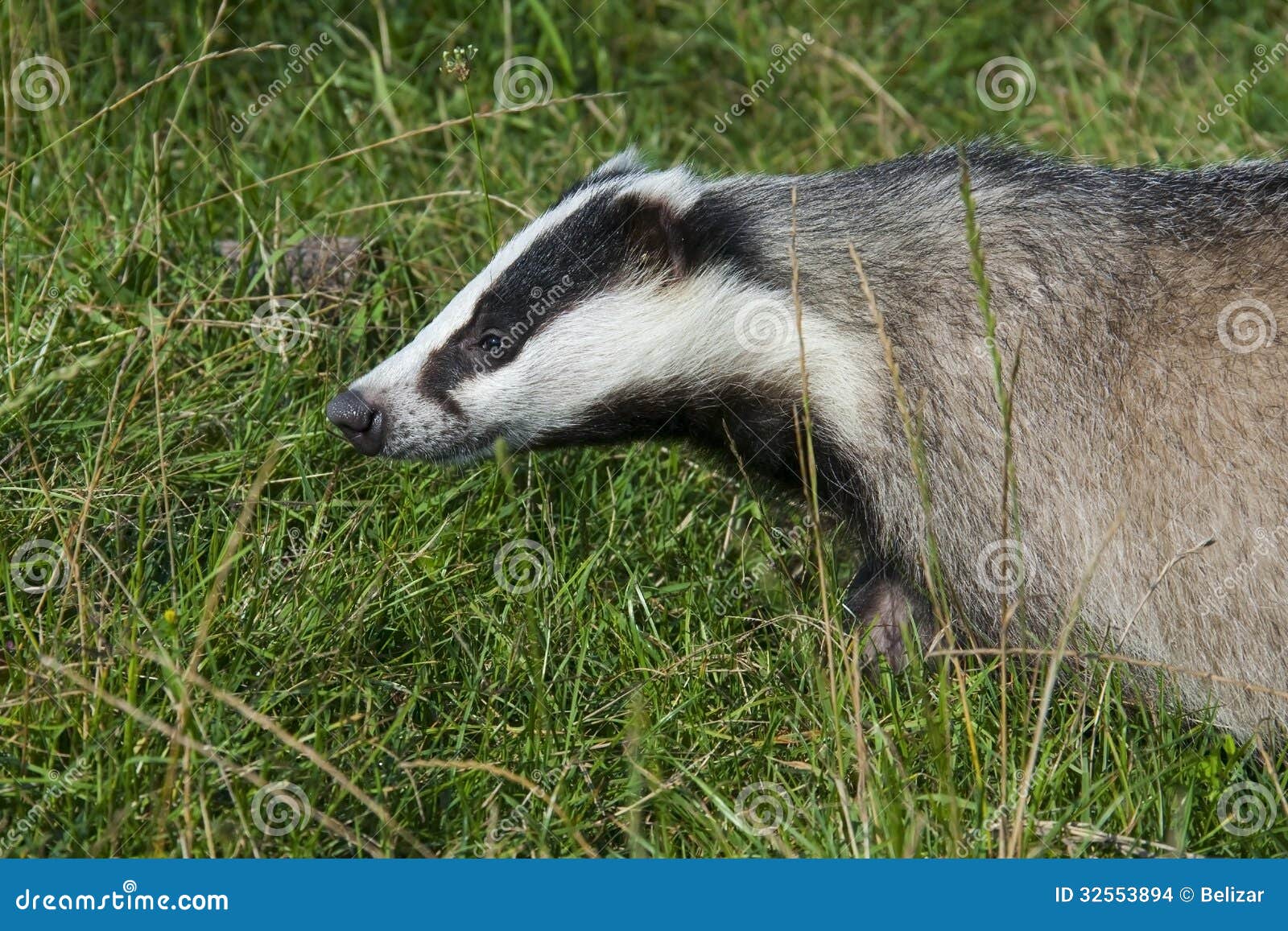 Tasso europeo fotografia stock. Immagine di animale, europa - 32553894