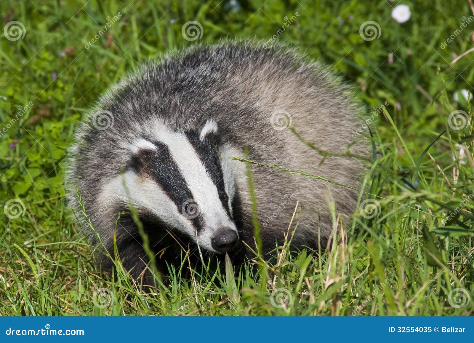 Tasso europeo immagine stock. Immagine di ungherese, selvaggio - 32554035