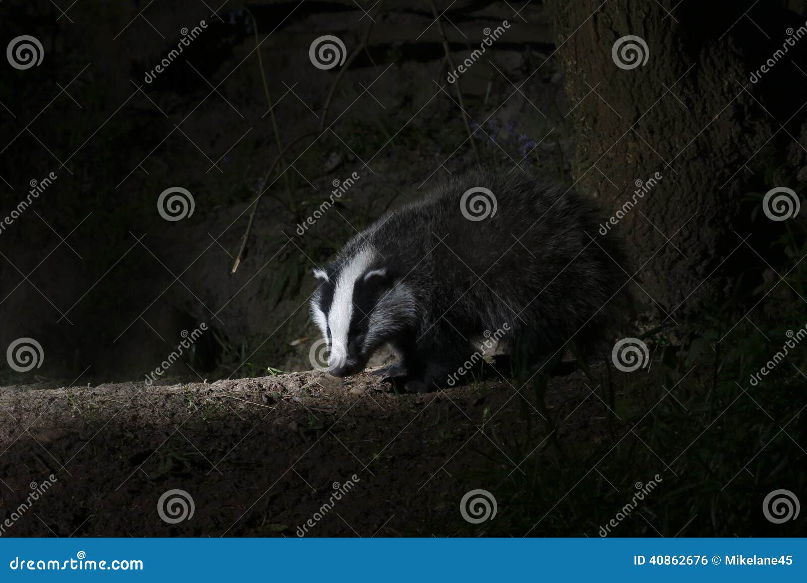 Tasso, meles del Meles fotografia stock. Immagine di animale - 40862676