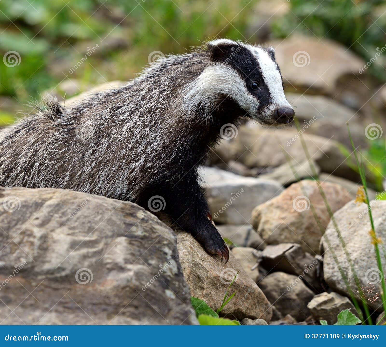 Tasso nella foresta immagine stock. Immagine di erba - 32771109