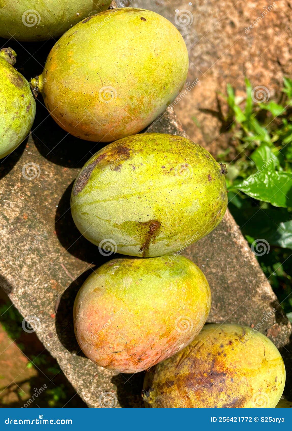 The Taste of Golden Mangoes Stock Photo - Image of closeup, hand: 256421772