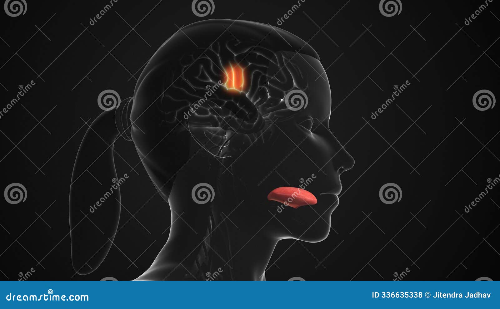 Taste Sensory Pathways for Flavor Perception Stock Illustration ...