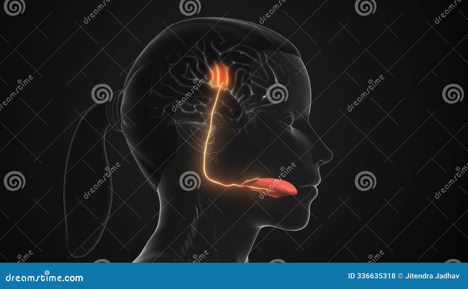 Taste Sensory Pathways for Flavor Perception Stock Illustration ...