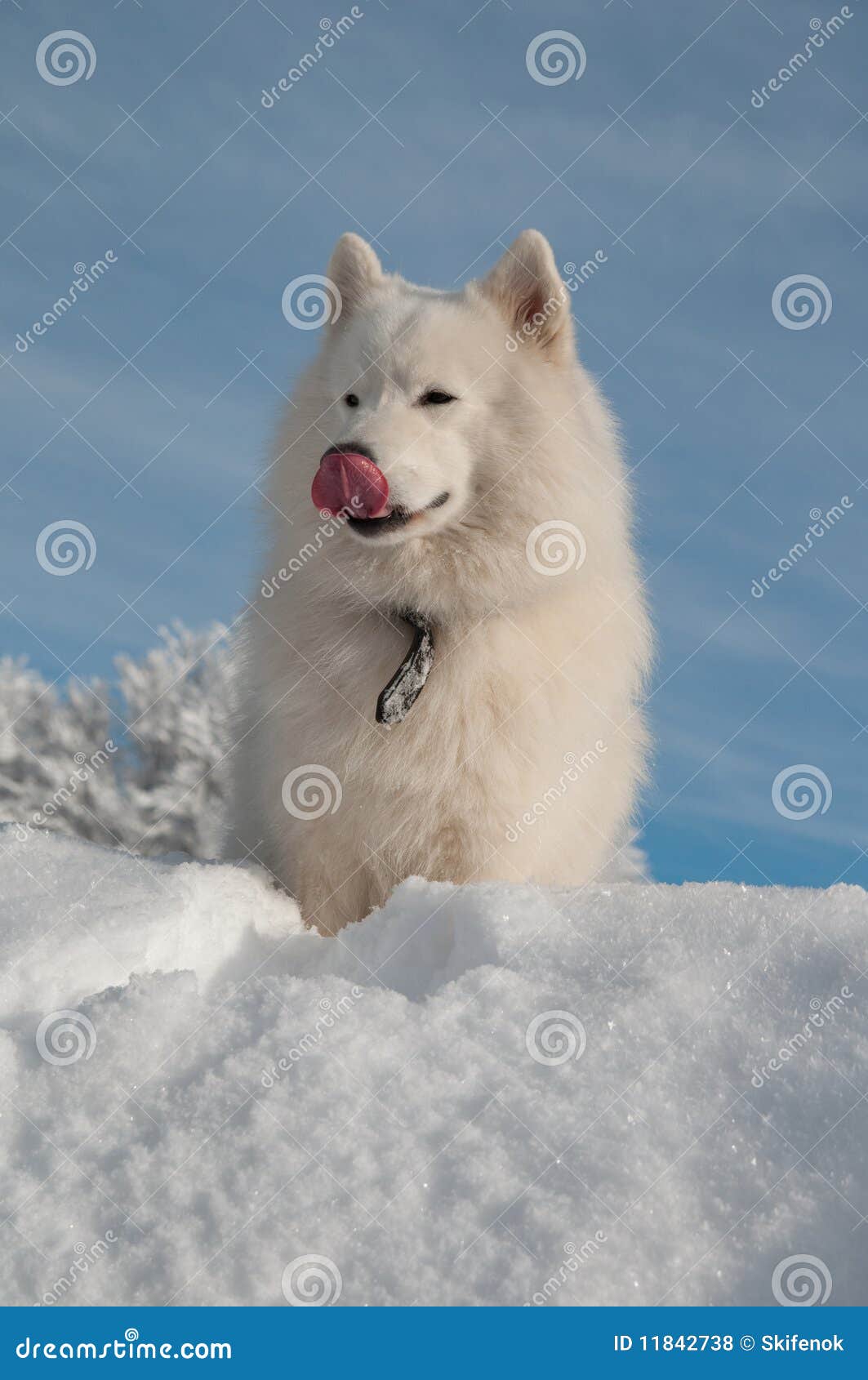 A taste of snow stock photo. Image of play, friendly - 11842738