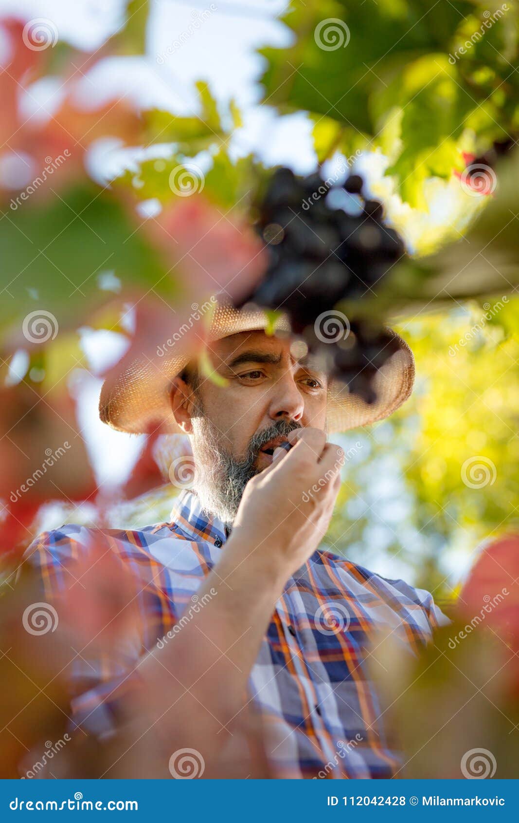 Tasting Grapes stock photo. Image of rural, fruit, cutting - 112042428