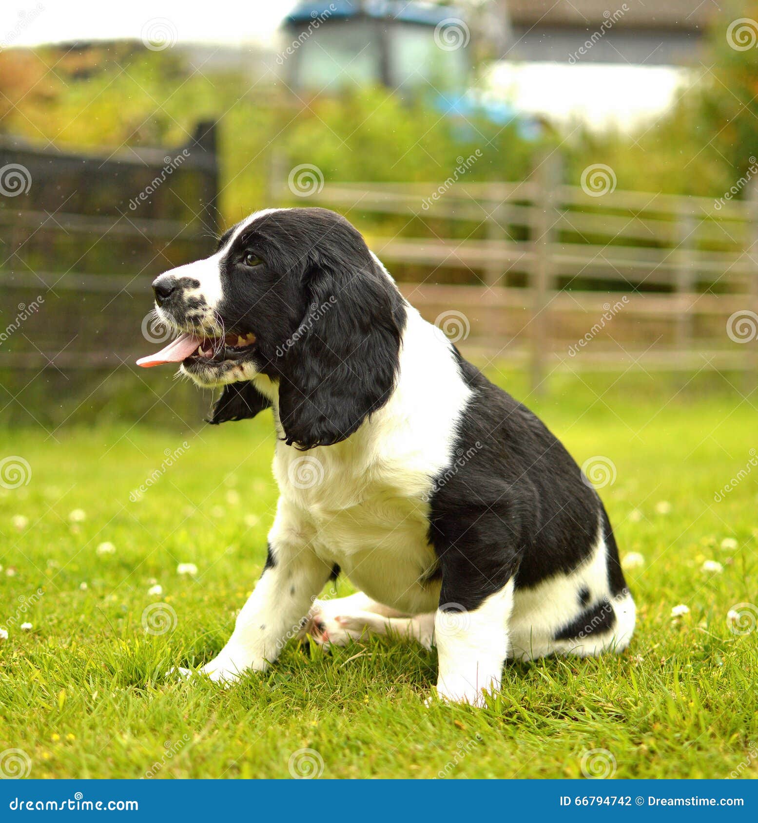 Tasting rain drops stock photo. Image of lioness, animal - 66794742