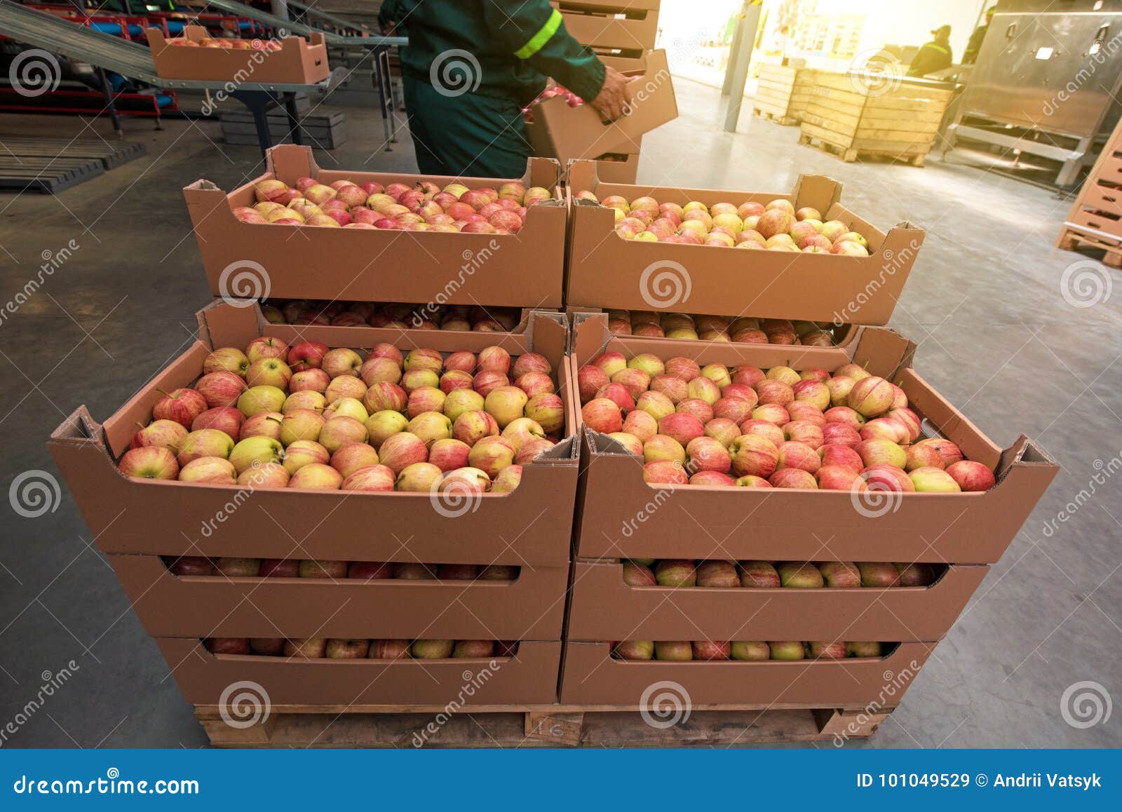 Tasty Apples in a Box in the Fruit Production Complex Stock Image ...