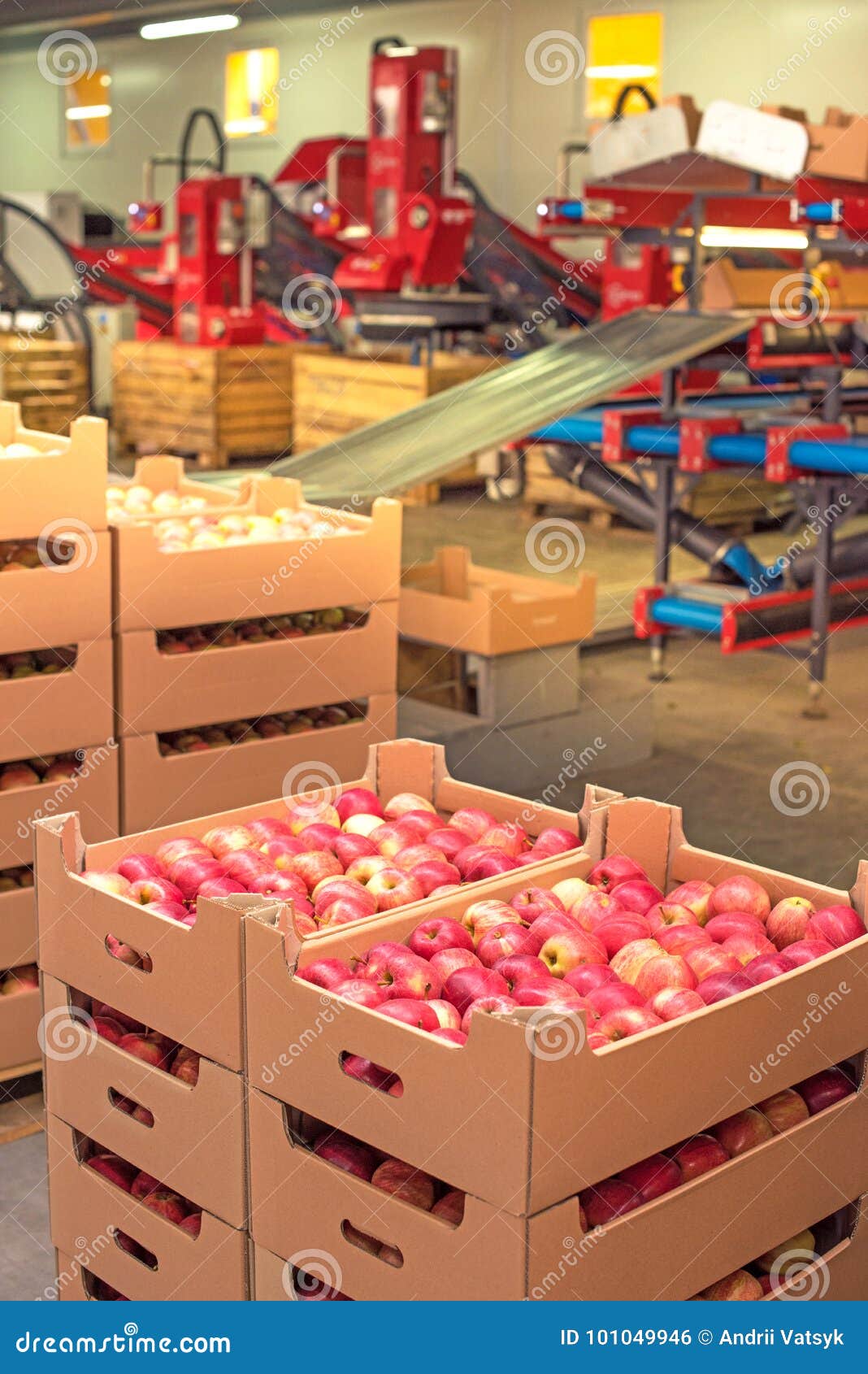 Tasty Apples in a Box in the Fruit Production Complex Stock Photo ...