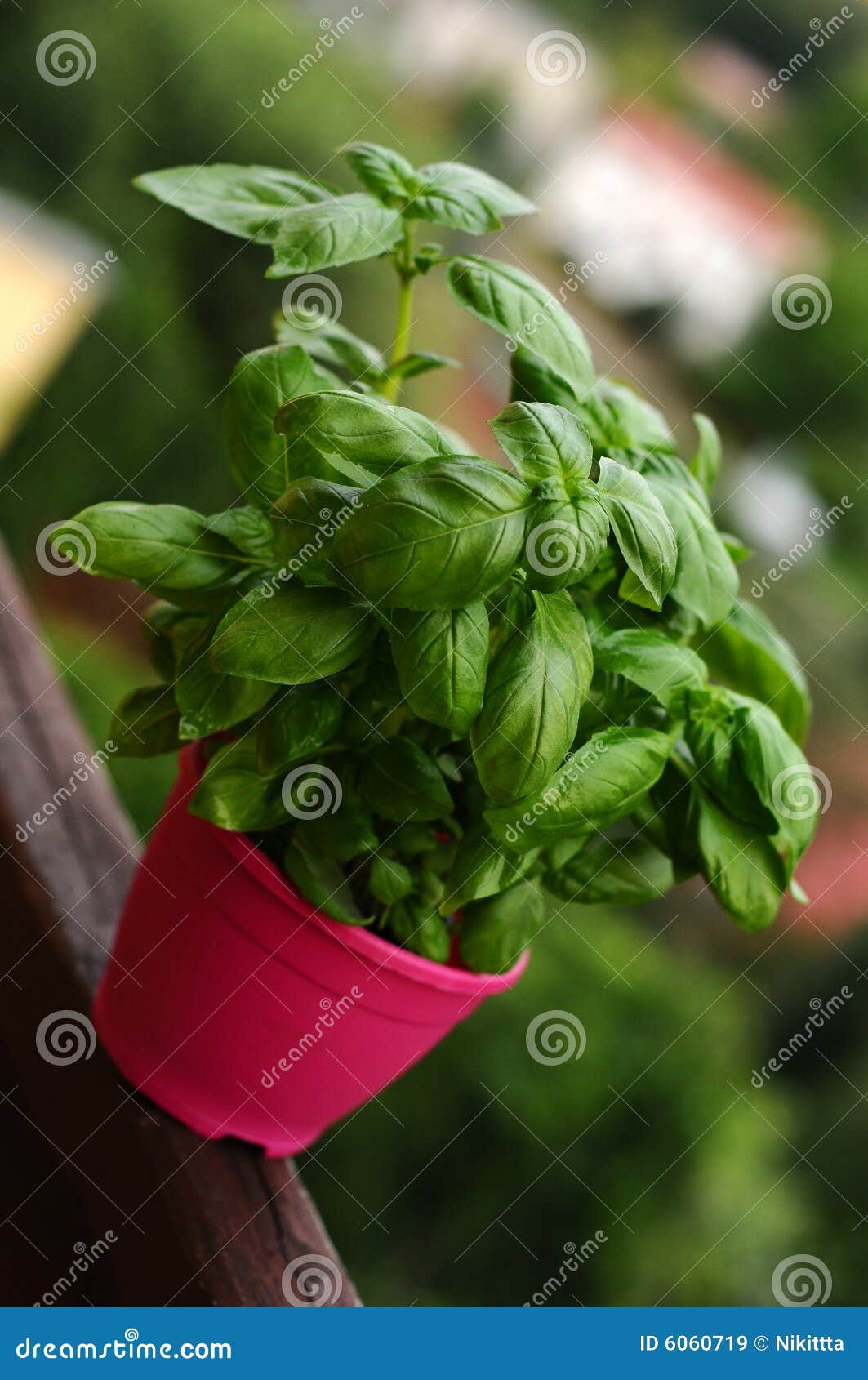 Tasty Basil, Fresh Herb in Pink Pot Stock Image - Image of life, botany ...