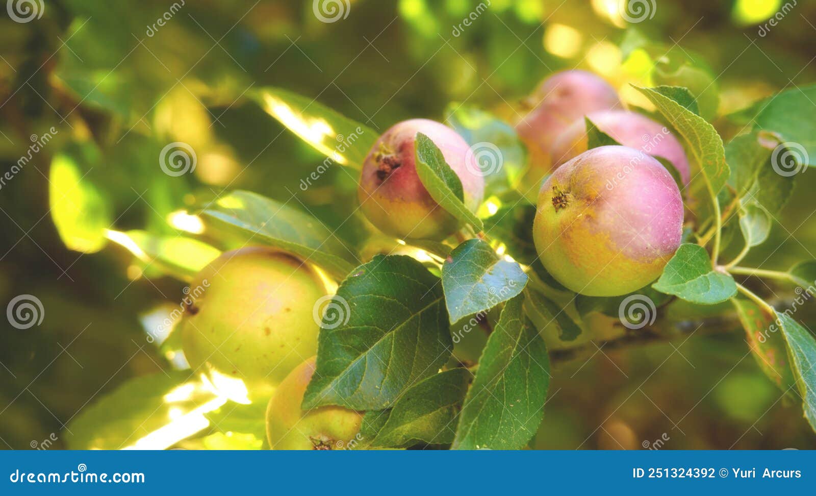 Tasty and Beautiful Apples. a Photo of Tasty and Beautiful Apples ...