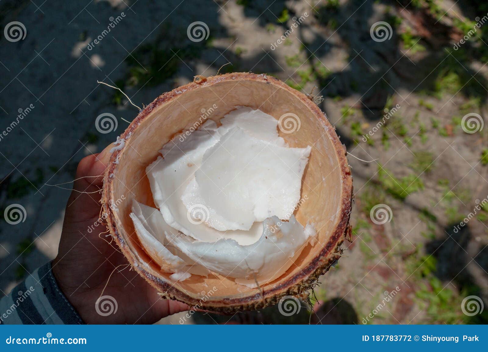 Tasty Coco Meat Served Inside the Coco on the Beach -FRUIT LOVE Stock ...