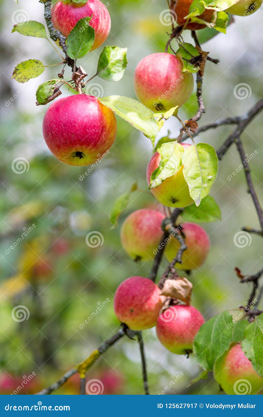 Tasty Juicy Red Apples on the Tree Sparkle in the Sun_ Stock Image ...