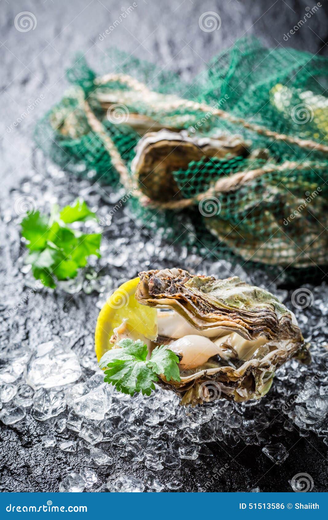 Tasty Oyster in Shell Ready To Eat Stock Photo - Image of gourmet ...