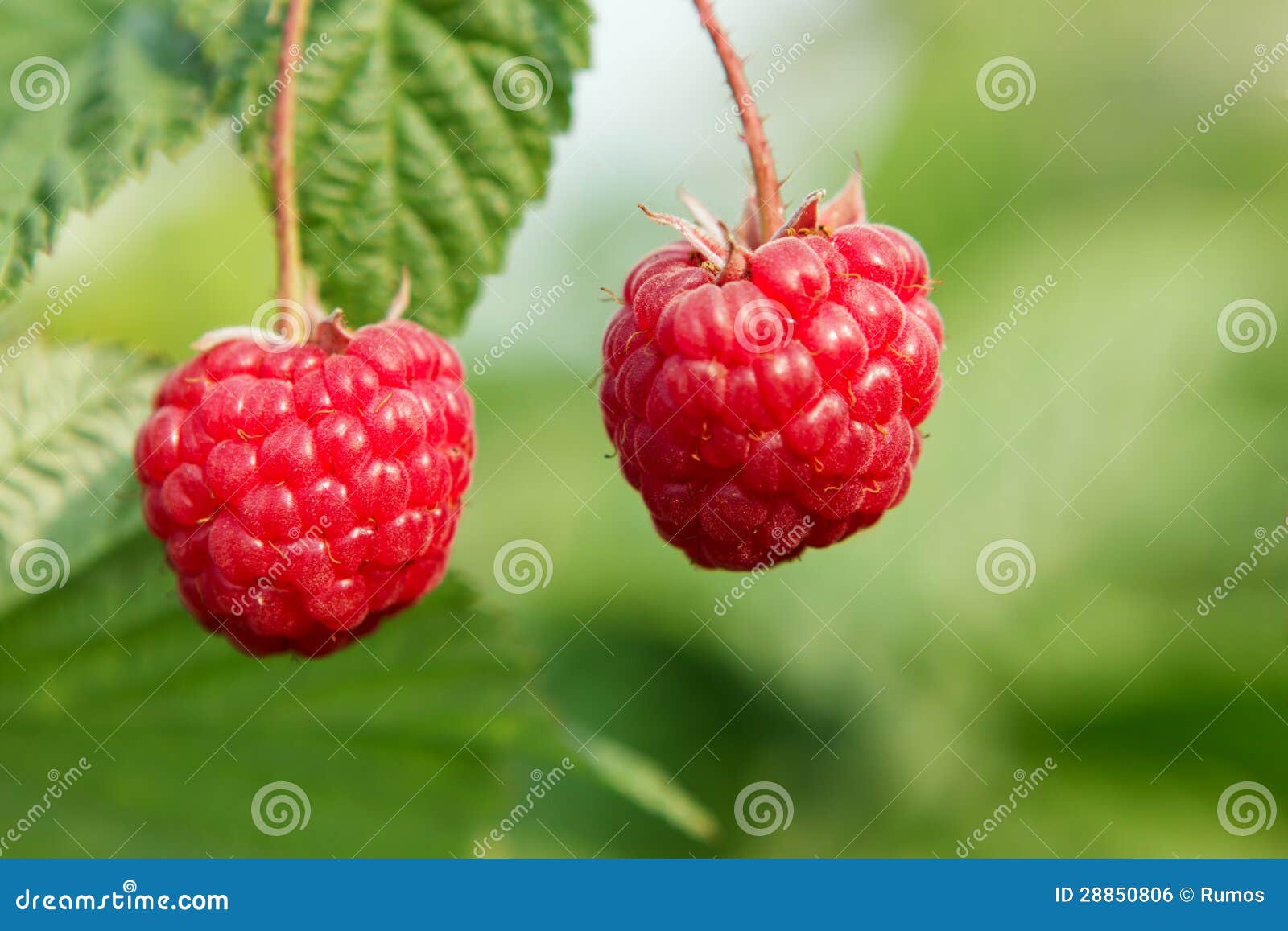 Tasty Ripe Berry in Summer Day on Sunlight Stock Photo - Image of ...