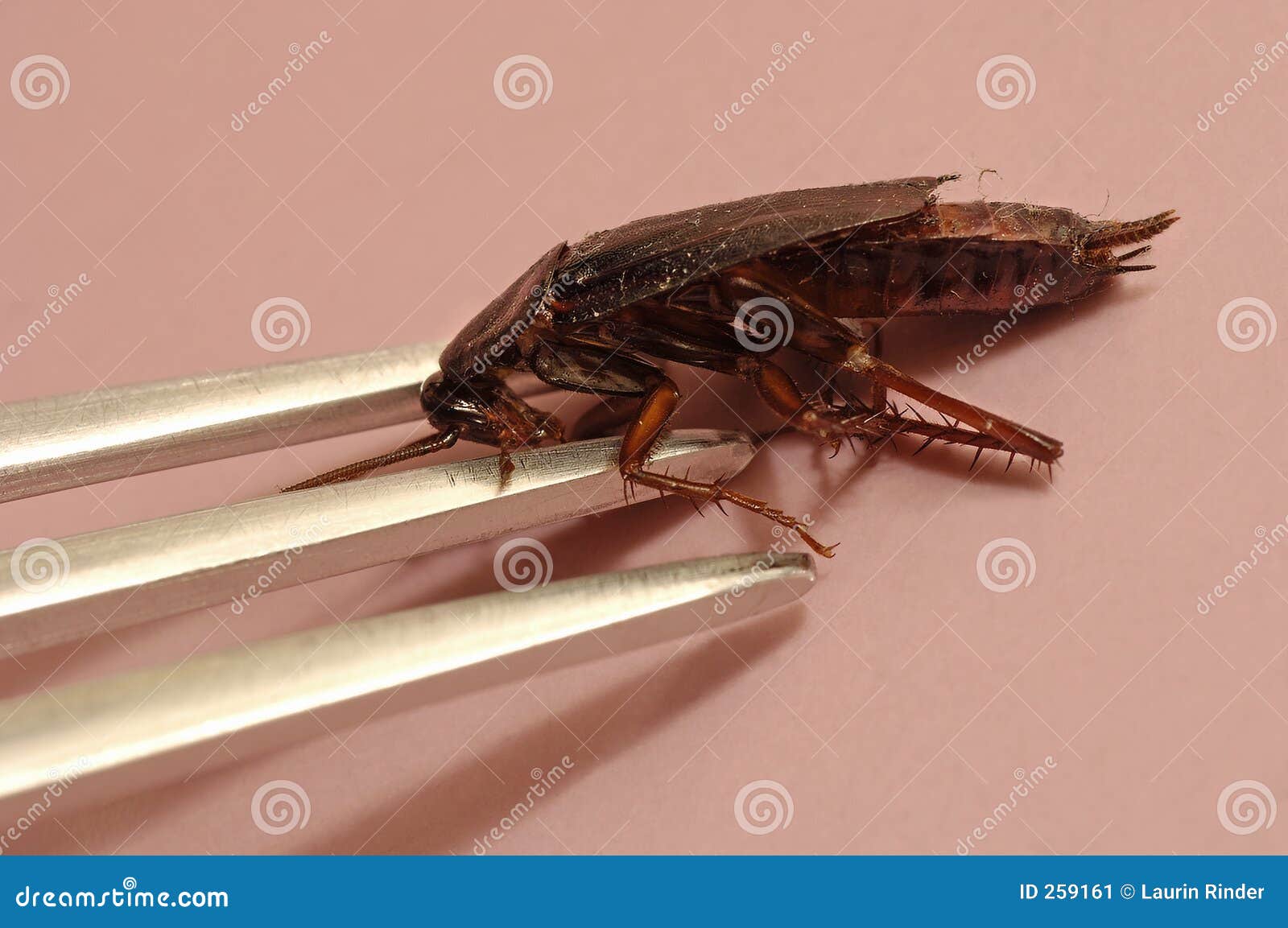 Tasty roach stock image. Image of nature, predator, critters - 259161