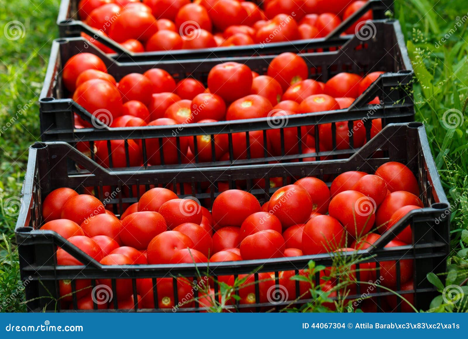 Tasty Tomatoes In Boxes Stock Photo - Image: 44067304