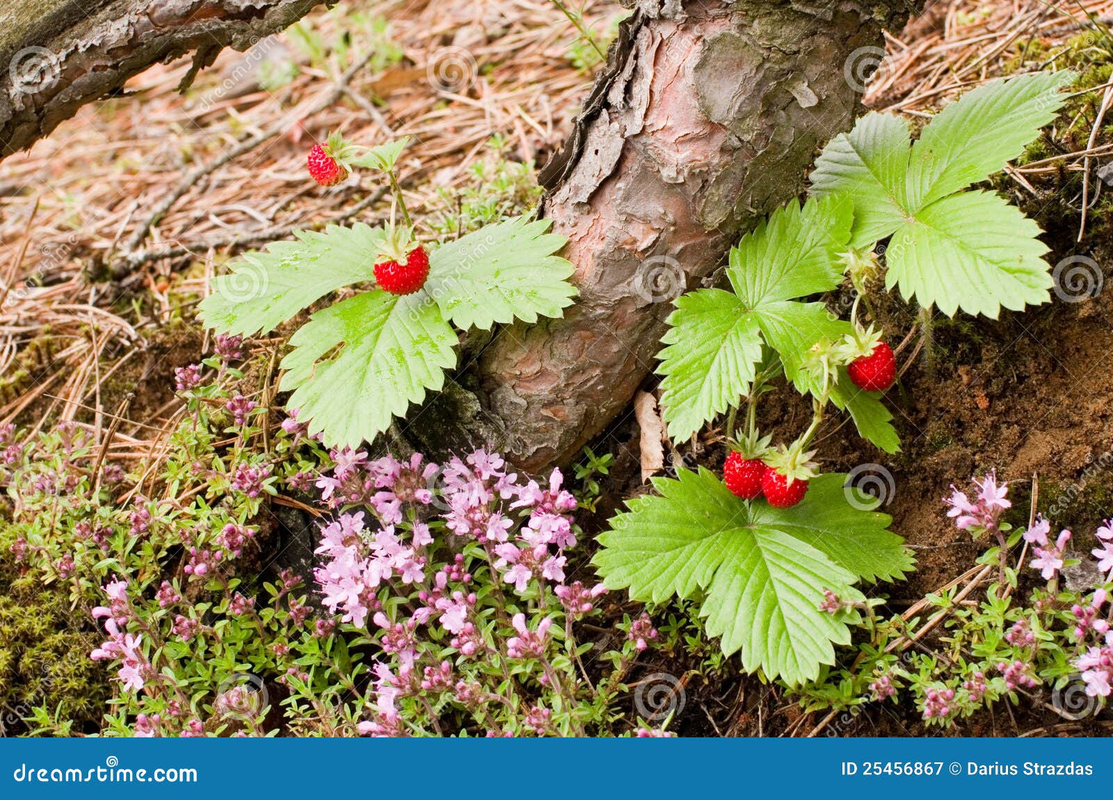 Tasty wild strawberries stock image. Image of flora, colour - 25456867