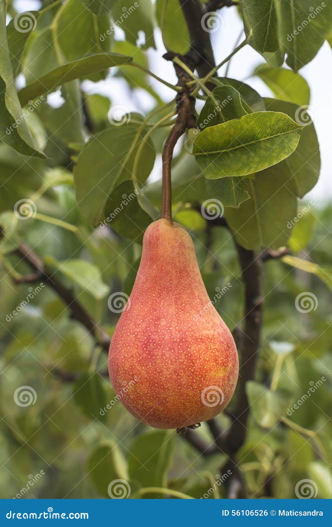 Tasty Young Pear Hanging on Tree. Stock Photo - Image of season ...