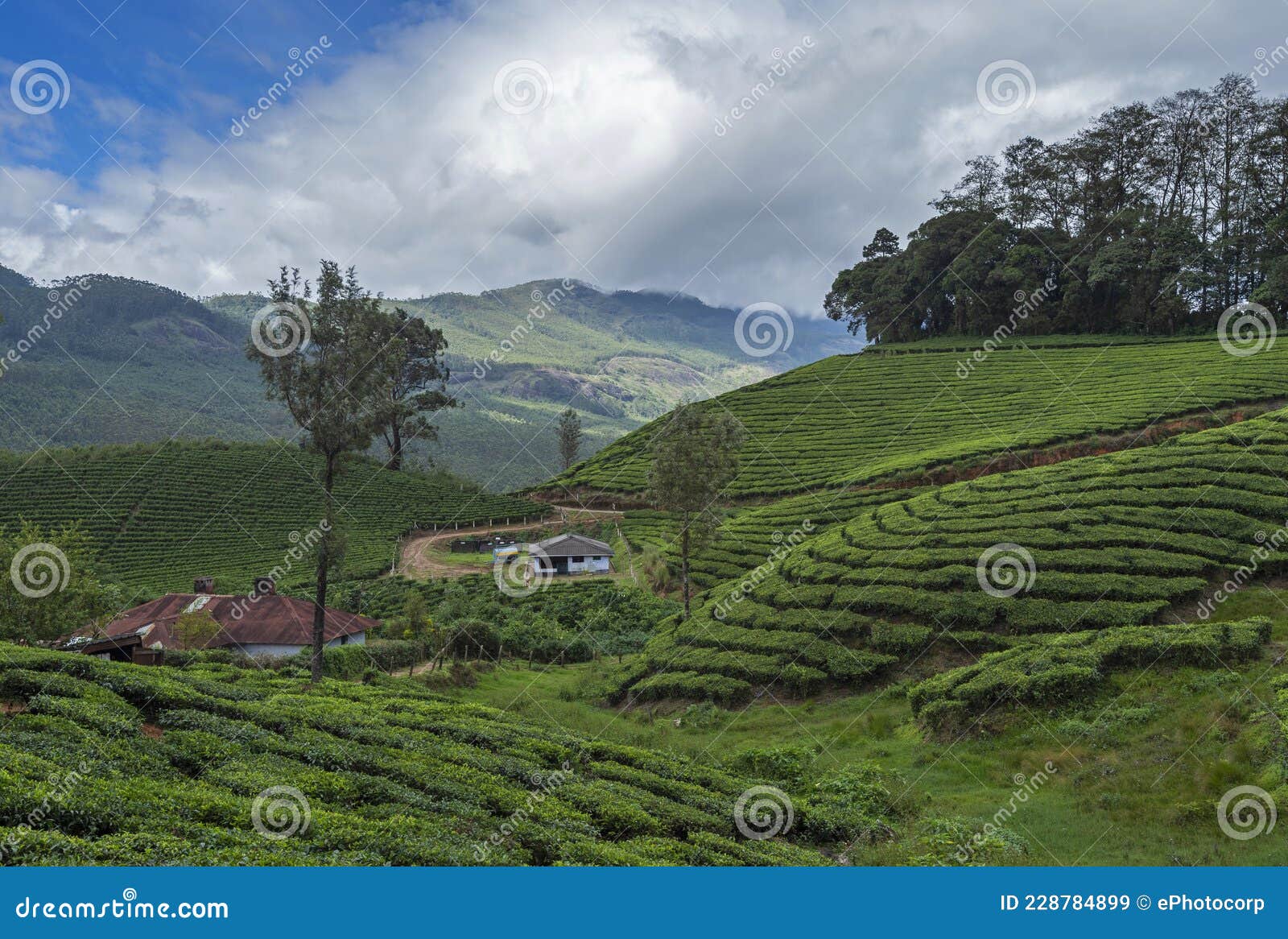 TATA TEA Plantation At Kerala Stock Photography | CartoonDealer.com ...