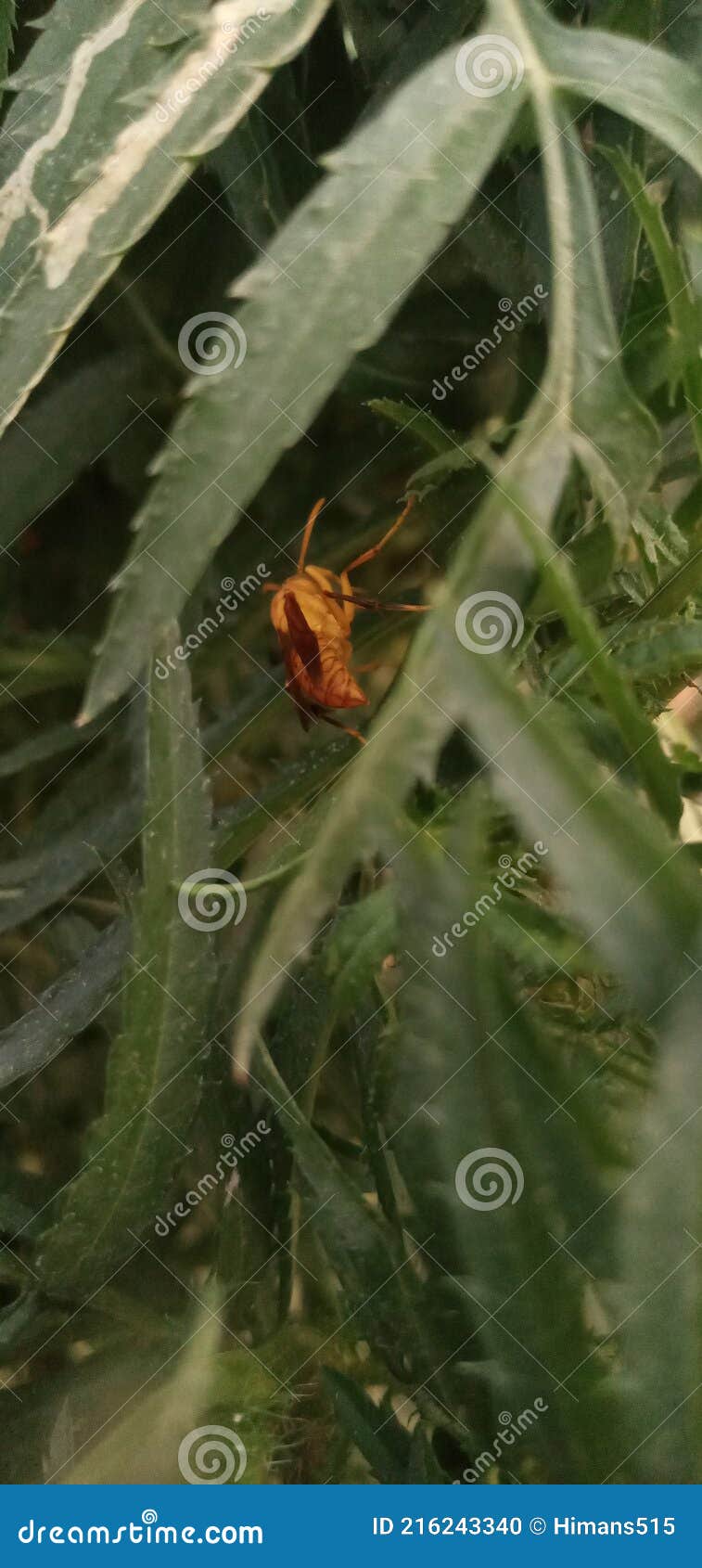 A Tataiya on the Marigold Plant Stock Photo - Image of leaf, flower ...