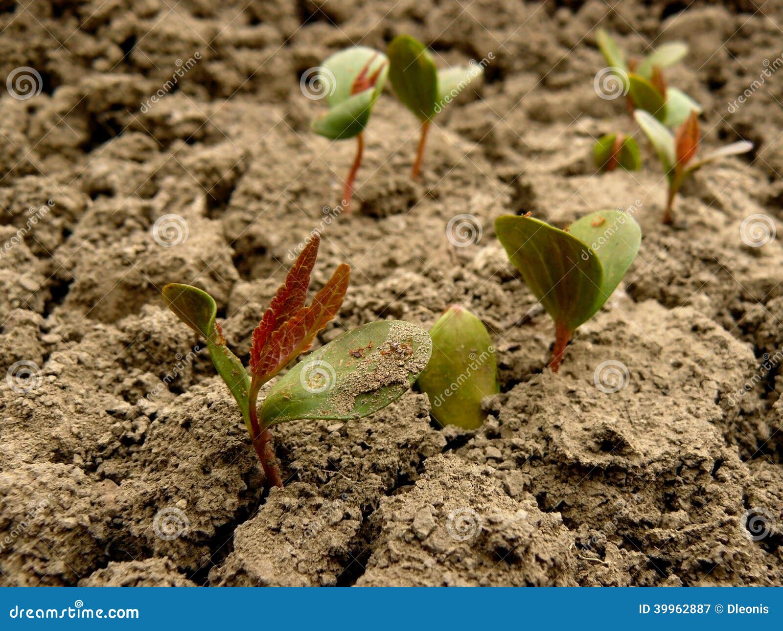 Tatarian maple seedlings stock image. Image of seedling - 39962887