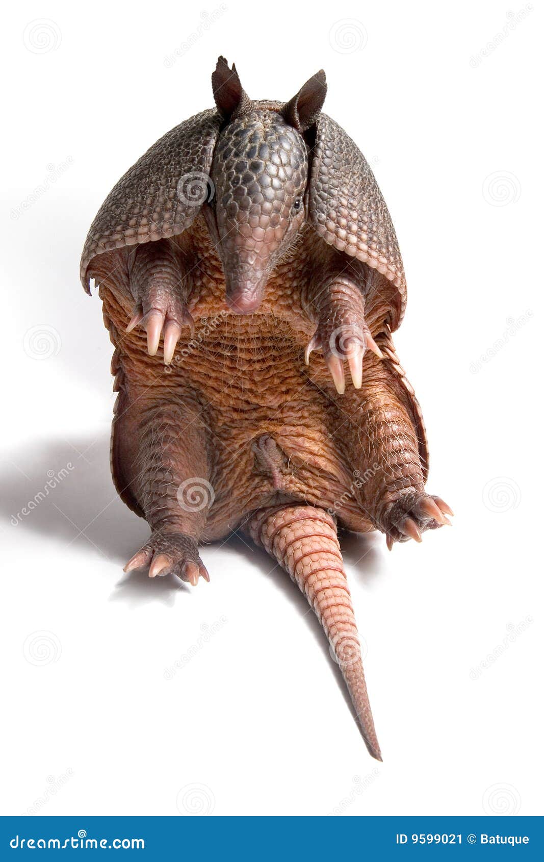 Tatou image stock. Image du cuirassé, nature, tatou, vivipare - 9599021