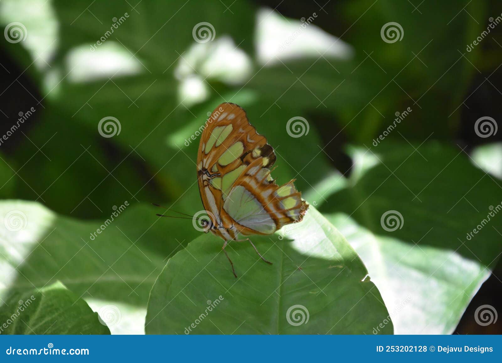 Butterfly With Tattered Wings, Top View, On A Grass Stock Photo ...