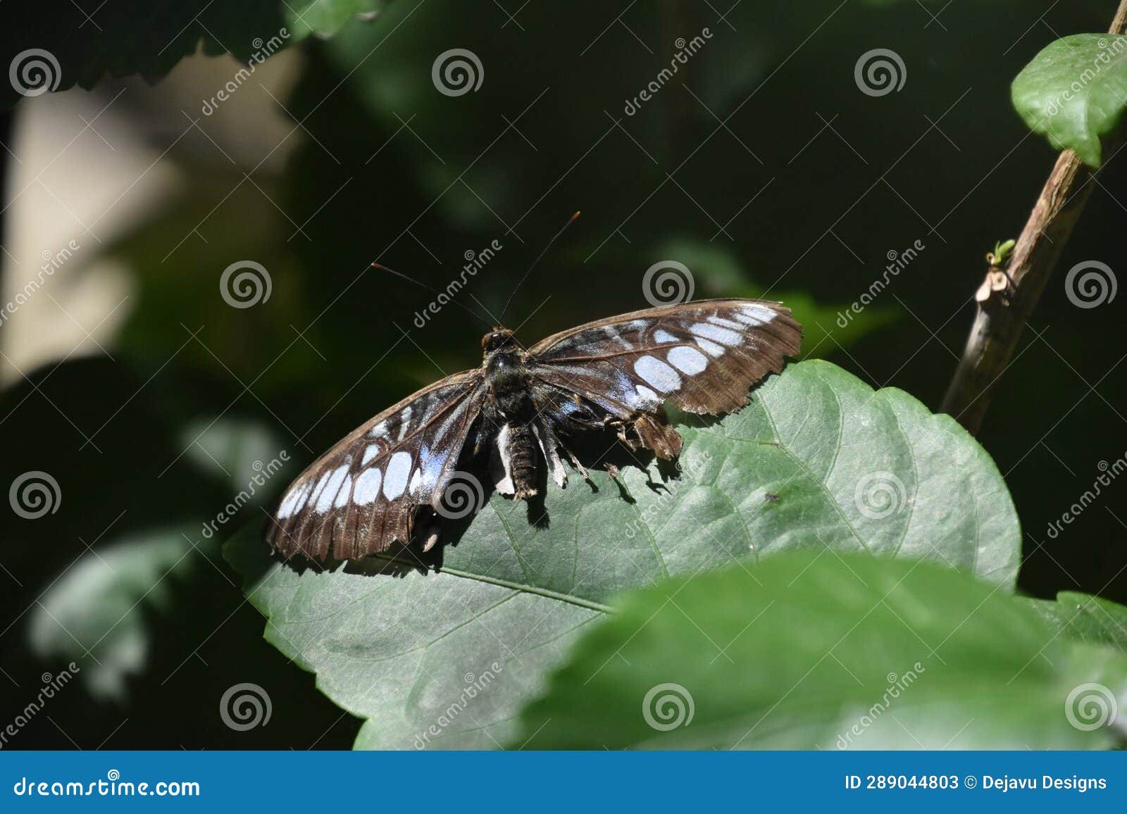 Blue Clipper Butterfly with a Broken Wing on a Leaf Stock Image - Image ...
